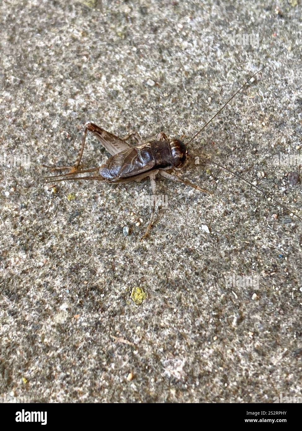 Japanese Burrowing Cricket (Velarifictorus micado Stock Photo - Alamy