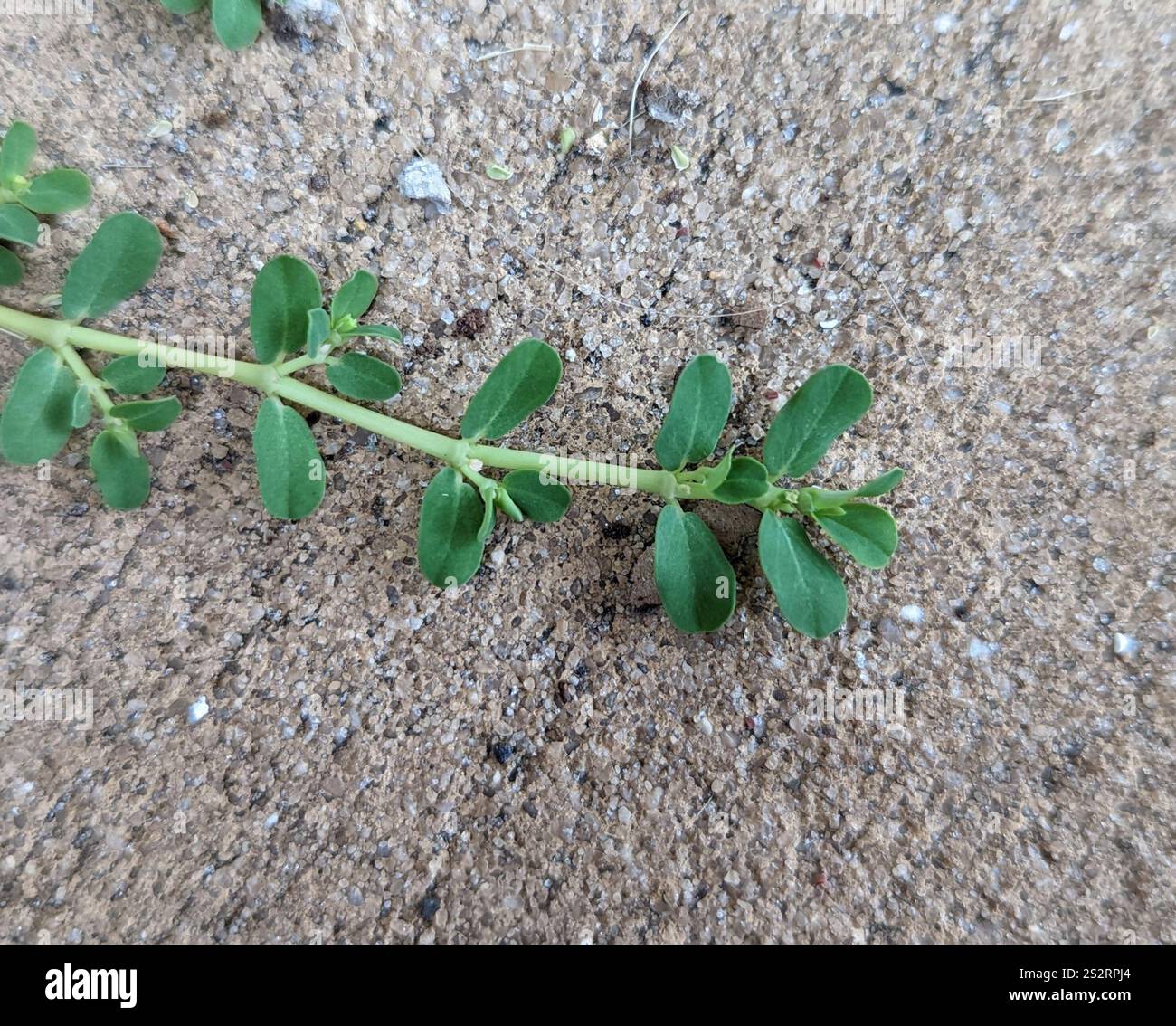 limestone sandmat (Euphorbia blodgettii Stock Photo - Alamy