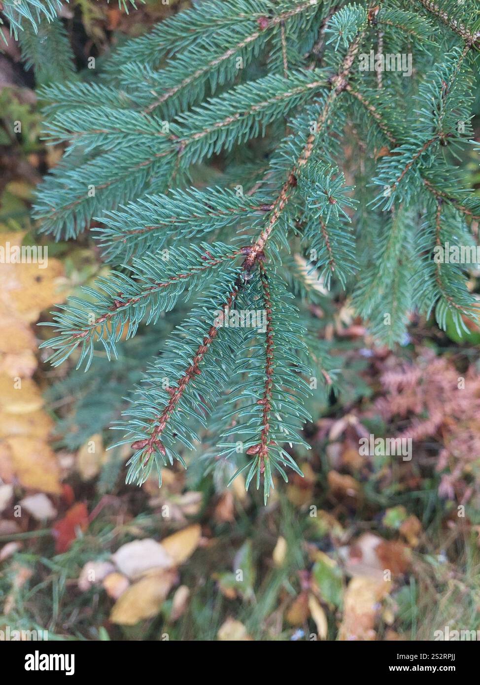 white spruce (Picea glauca Stock Photo - Alamy