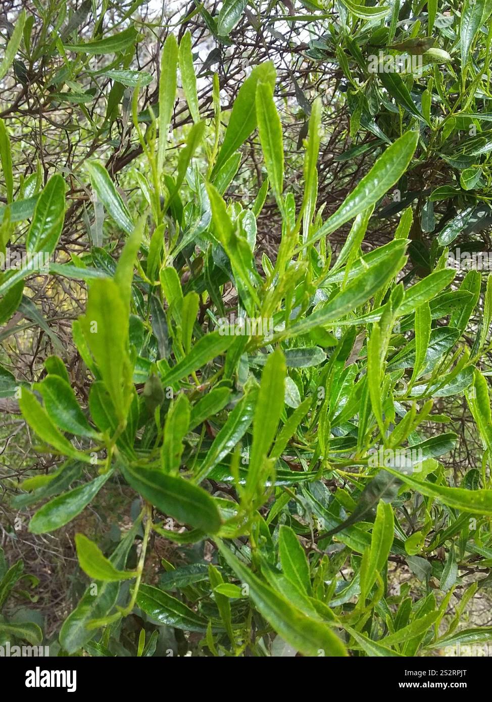 (Dodonaea viscosa spatulata Stock Photo - Alamy
