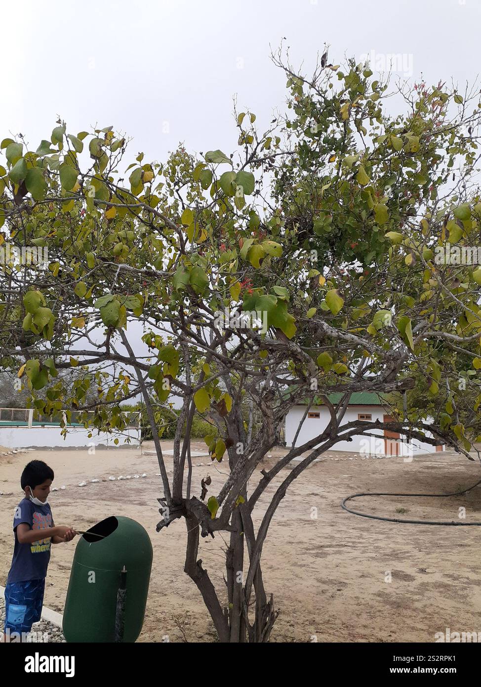 yellow geiger (Cordia lutea Stock Photo - Alamy