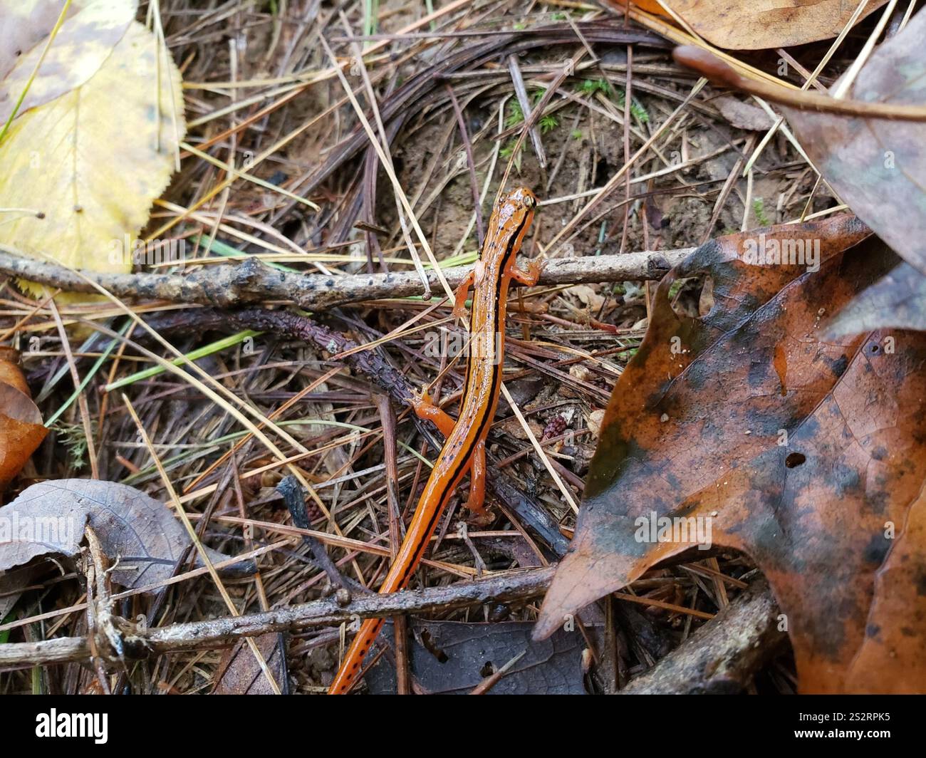 Blue Ridge Two-lined Salamander (Eurycea wilderae Stock Photo - Alamy