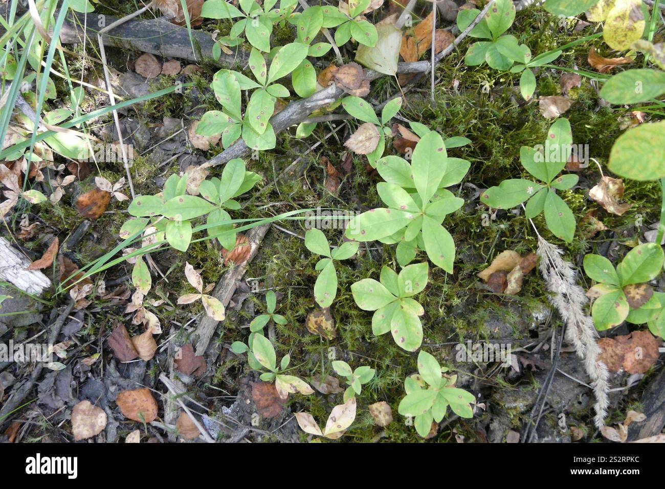 Arctic Starflower (Lysimachia europaea Stock Photo - Alamy