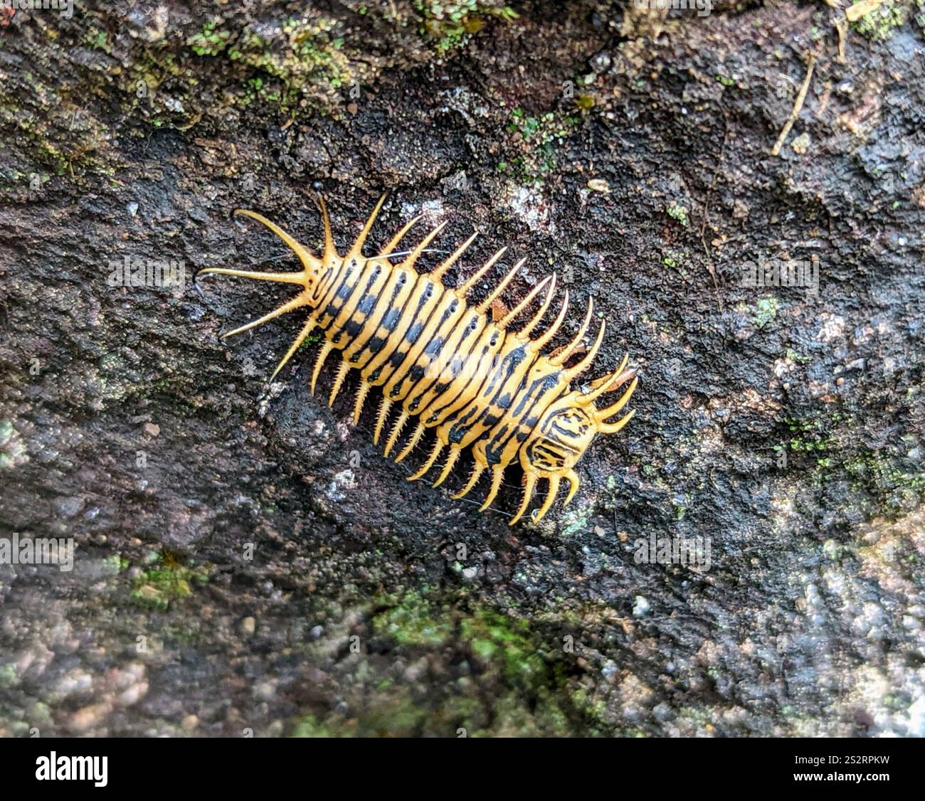 Leaf Beetles (Chrysomelidae Stock Photo - Alamy