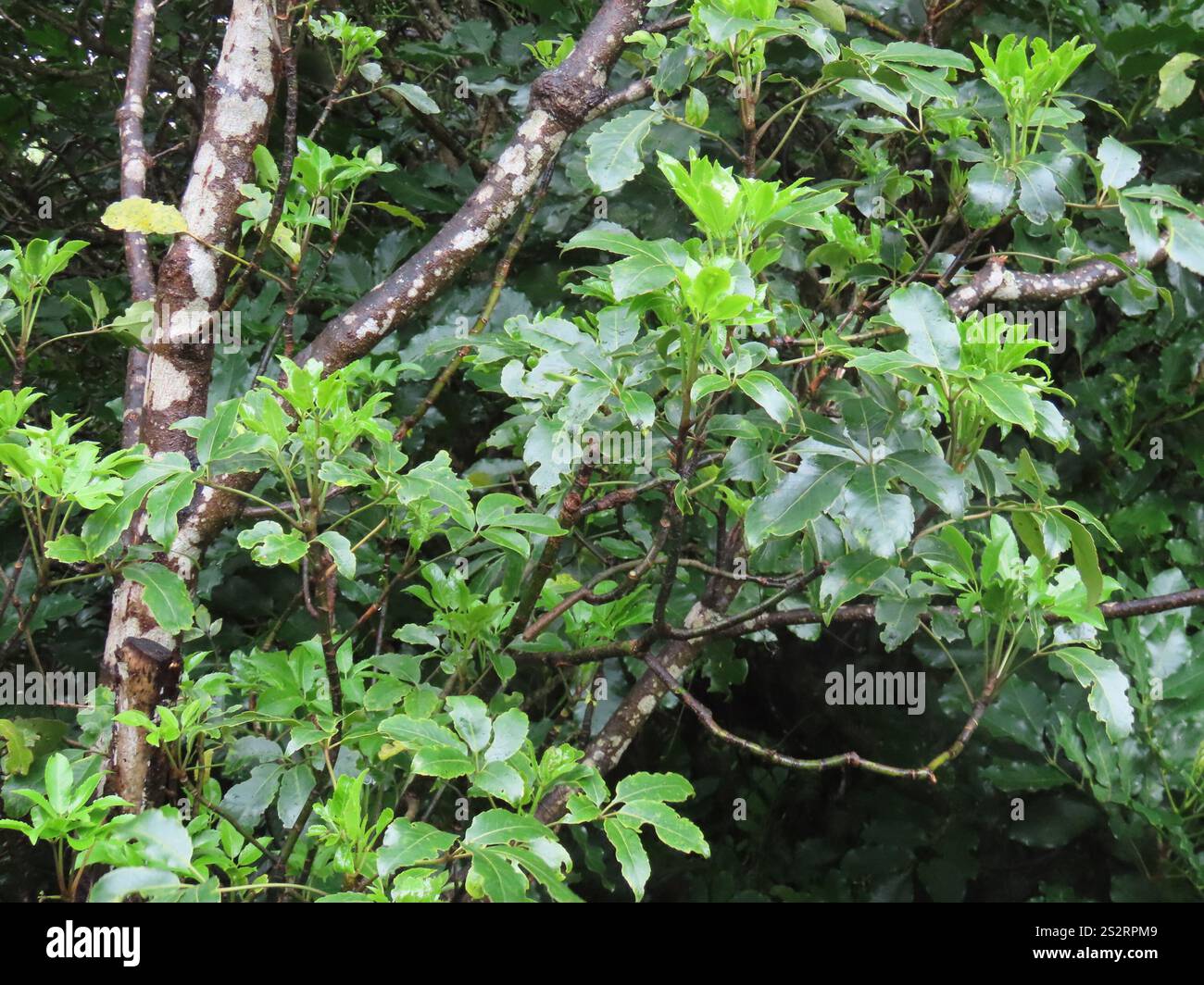 five finger (Pseudopanax arboreus Stock Photo - Alamy