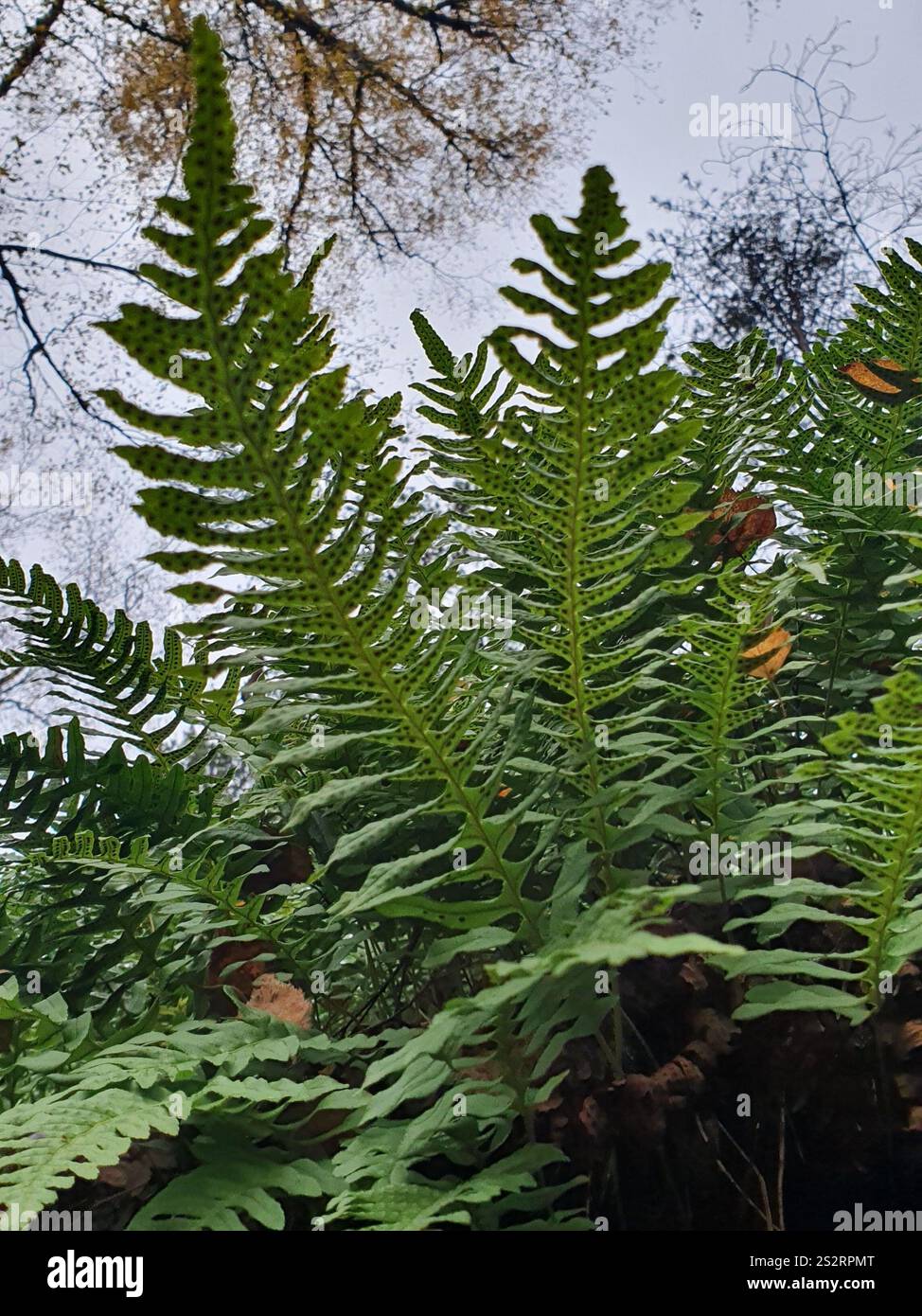 common polypody (Polypodium vulgare Stock Photo - Alamy