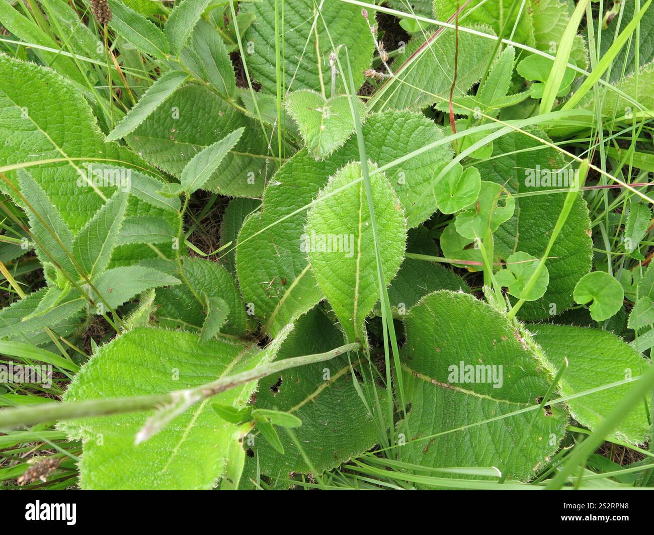 Bristle African Thistle (Berkheya setifera Stock Photo - Alamy