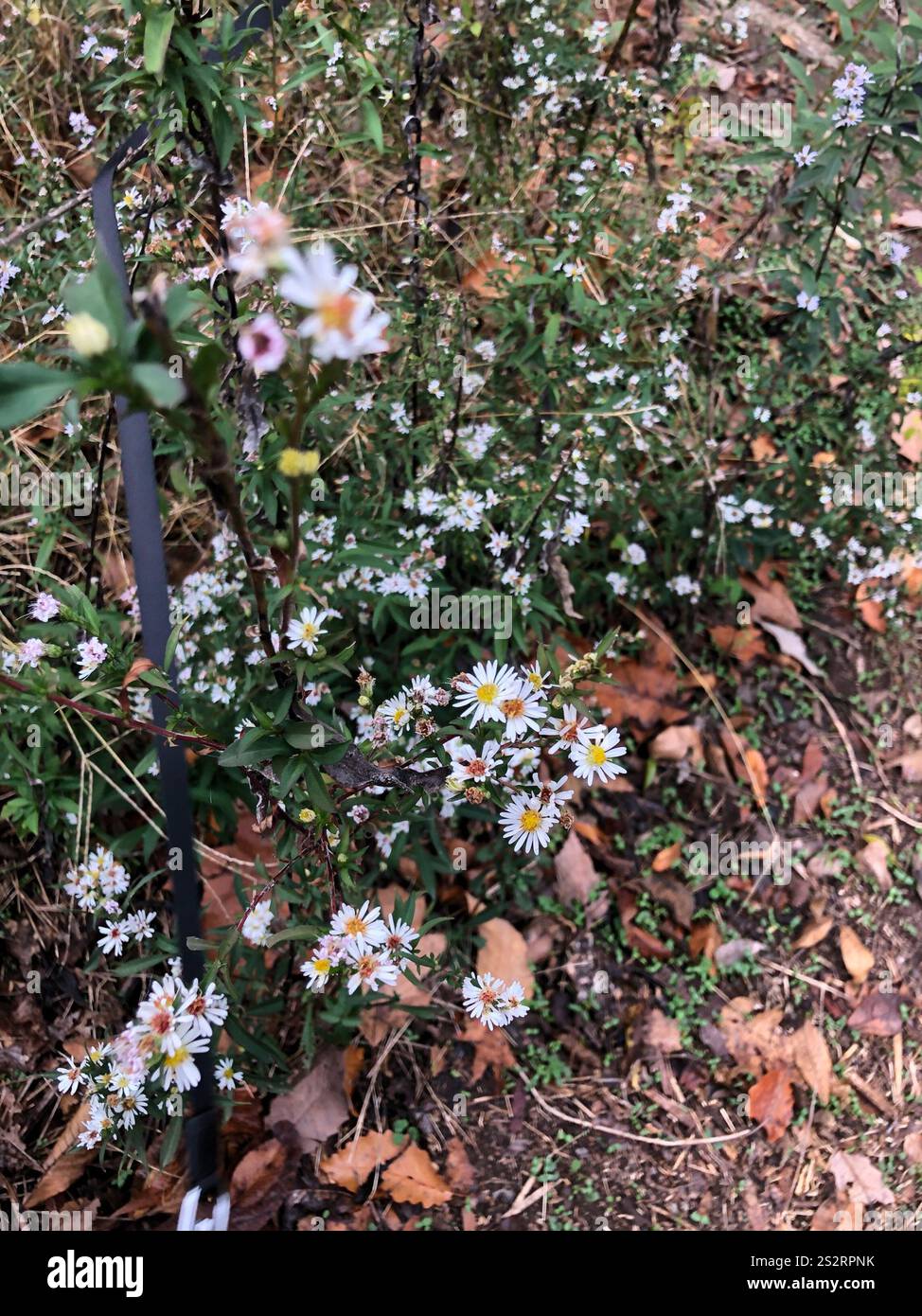 calico aster (Symphyotrichum lateriflorum Stock Photo - Alamy
