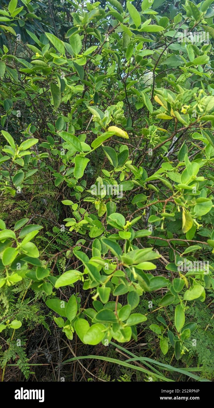 ʻĀkia (Wikstroemia oahuensis Stock Photo - Alamy