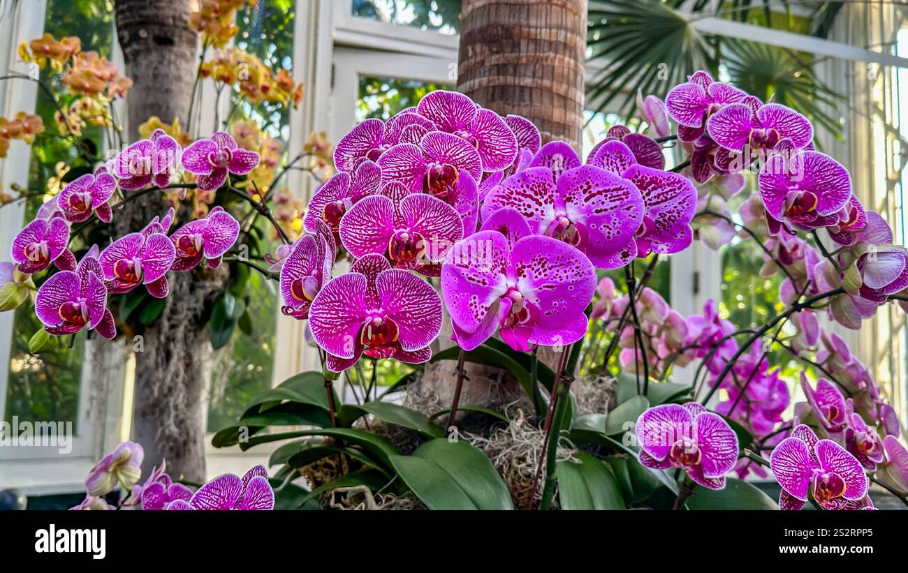 Orchid column and lip hi-res stock photography and images - Alamy