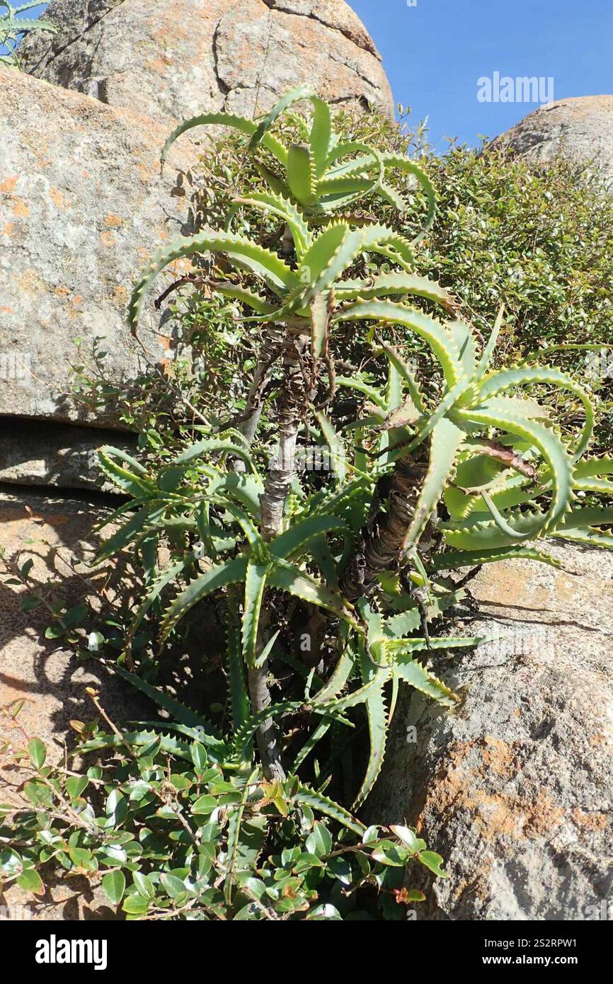 Candelabra Aloe (Aloe arborescens Stock Photo - Alamy