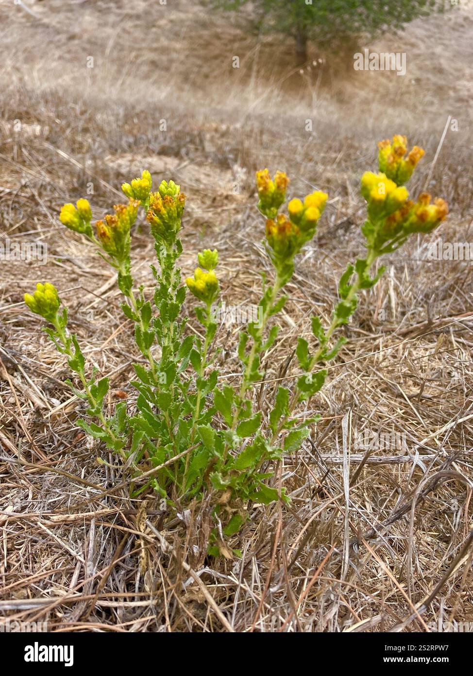 Coastal Goldenbush (Isocoma menziesii Stock Photo - Alamy