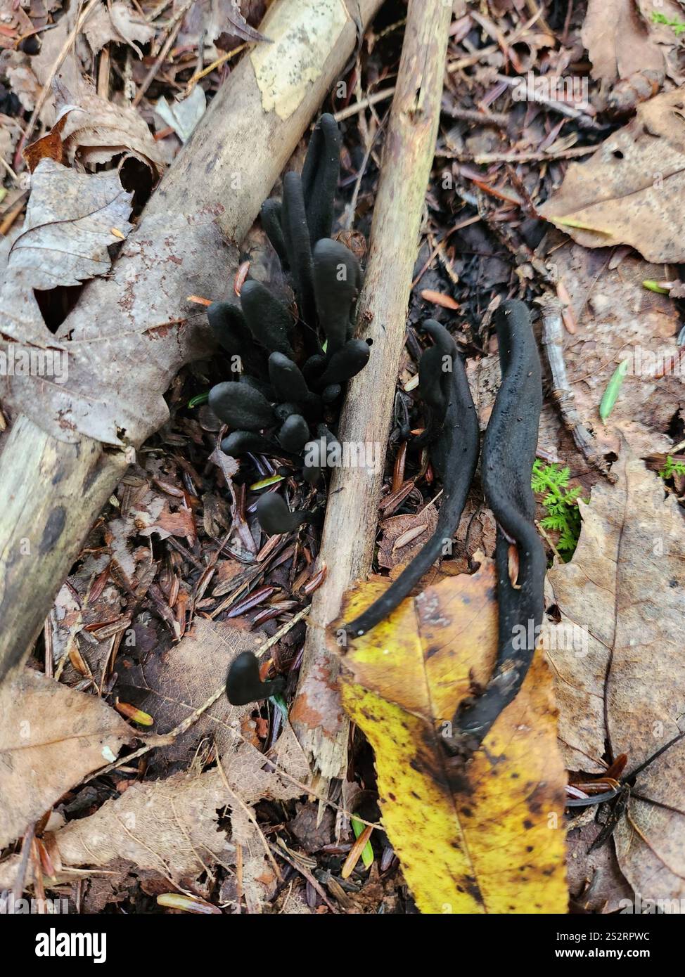 Earth Tongues (Geoglossum Stock Photo - Alamy