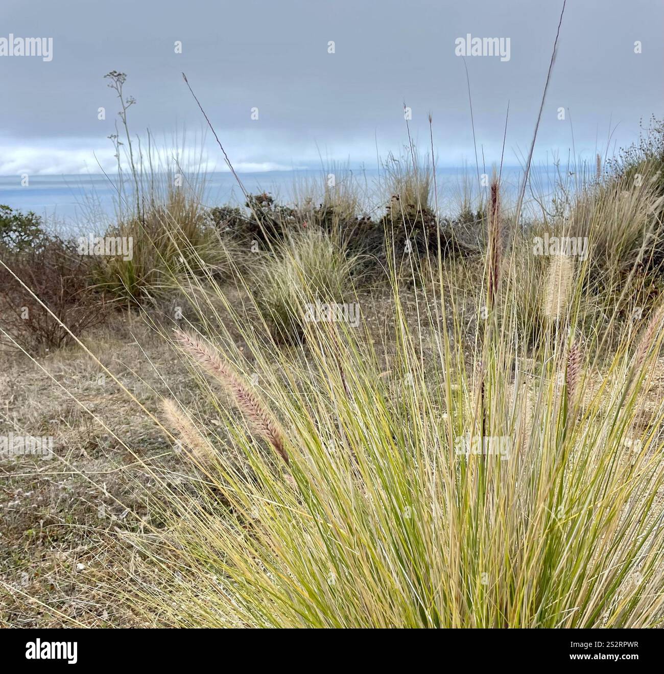 Fountain Grass (Cenchrus setaceus Stock Photo - Alamy