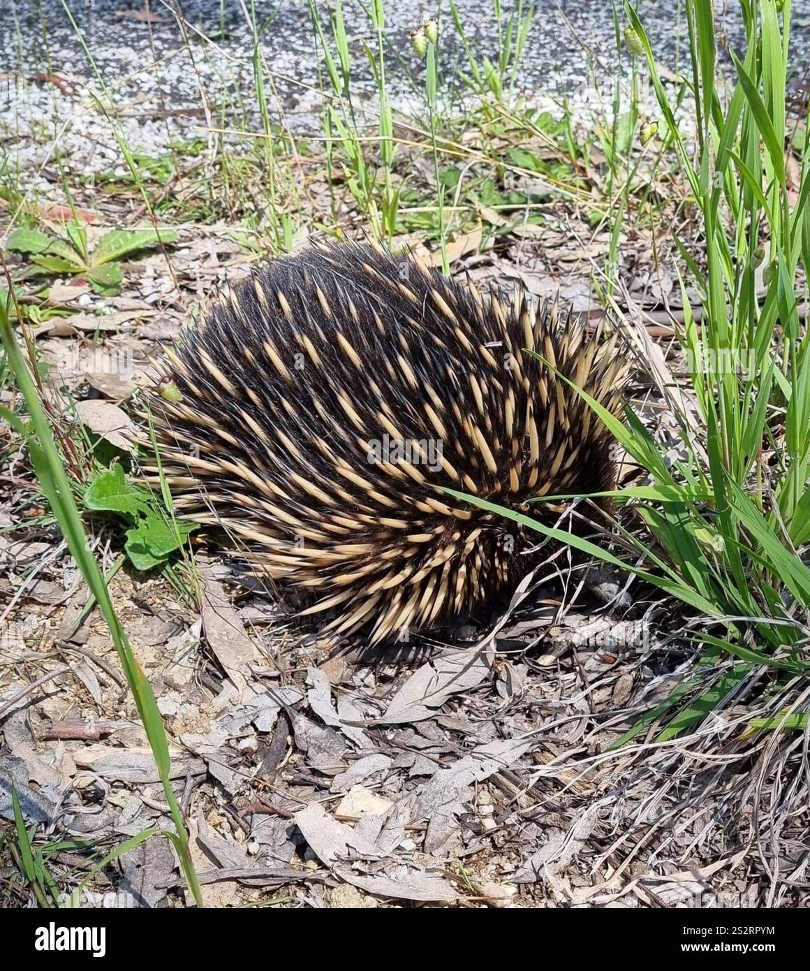 Eastern Short-beaked Echidna (Tachyglossus aculeatus aculeatus Stock ...