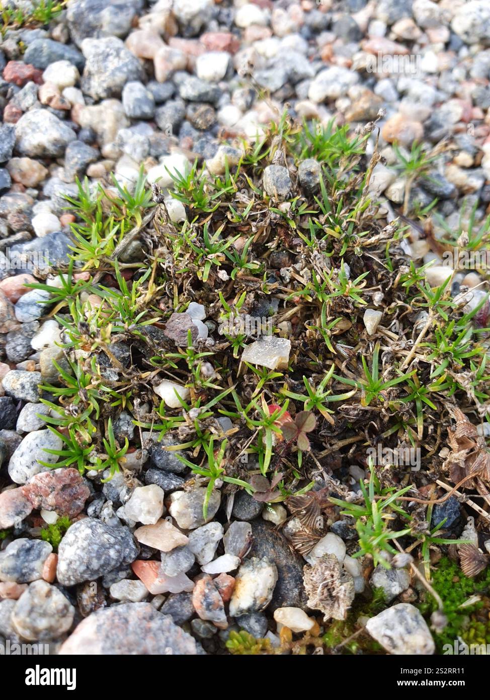 Procumbent Pearlwort (Sagina procumbens Stock Photo - Alamy