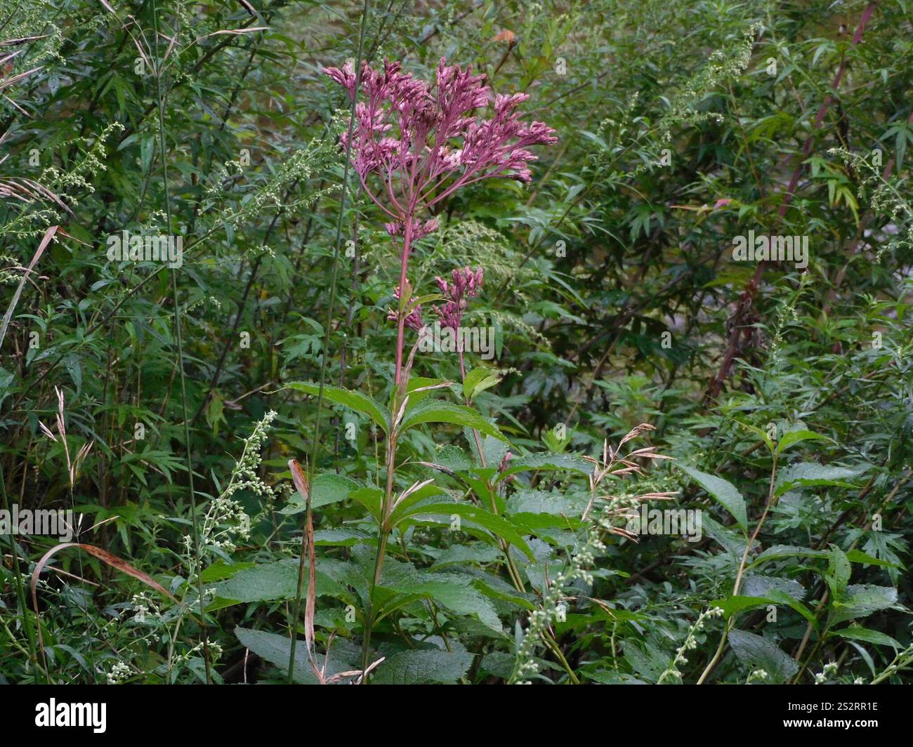 Joe-Pye weeds (Eutrochium Stock Photo - Alamy