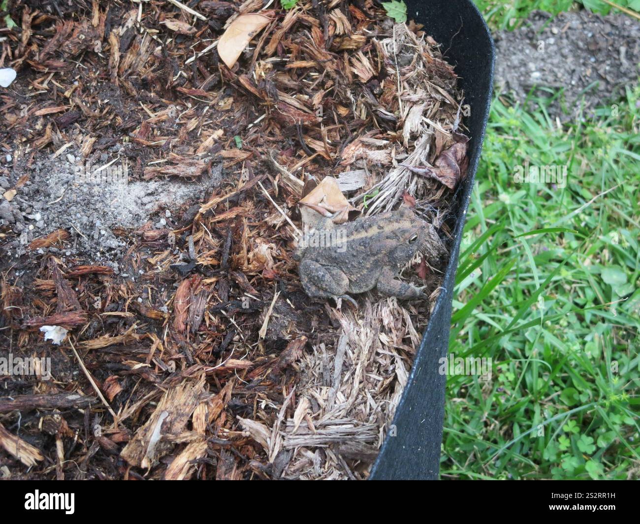 Southern Toad (Anaxyrus terrestris Stock Photo - Alamy