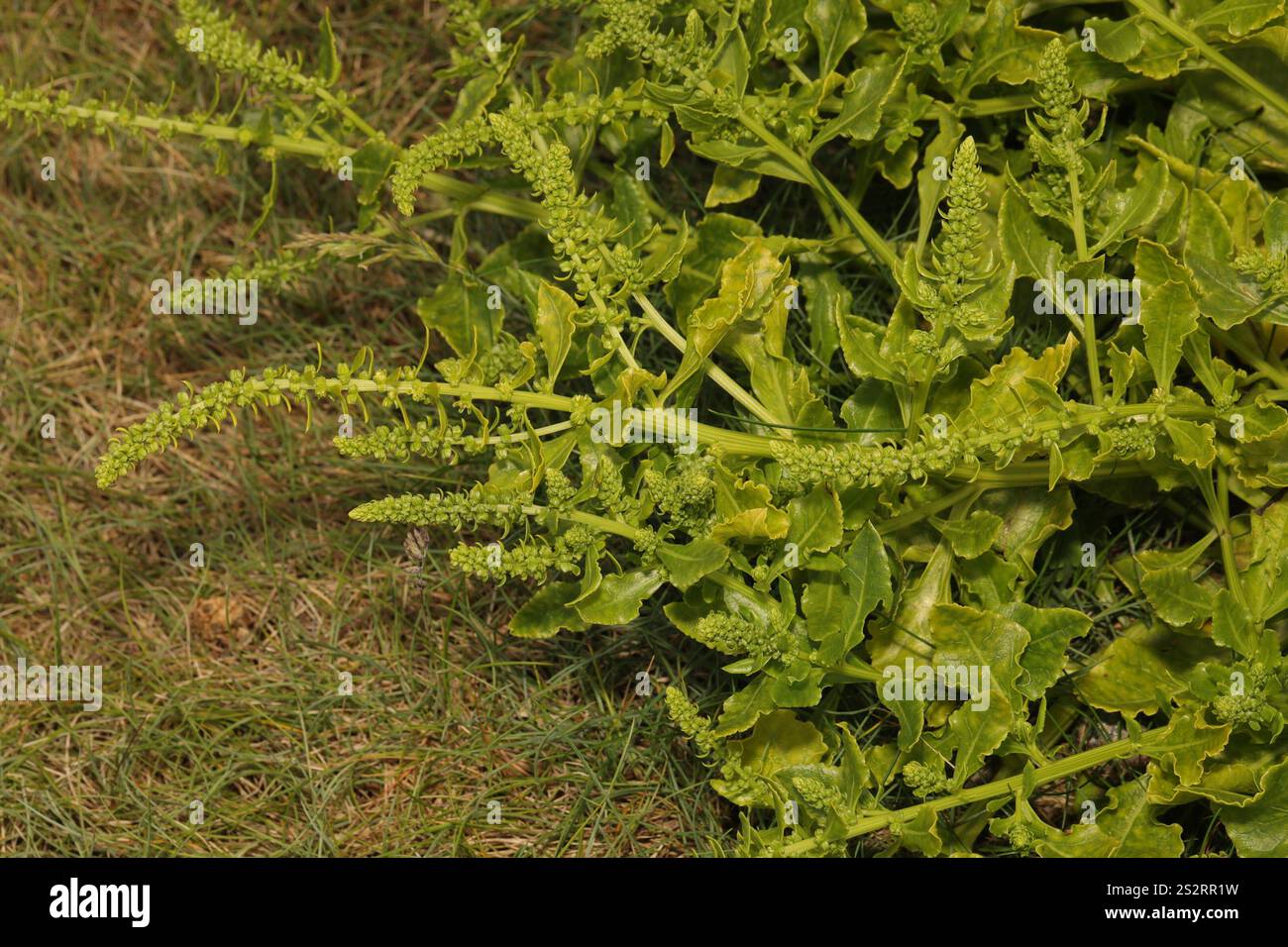 sea beet (Beta vulgaris maritima Stock Photo - Alamy