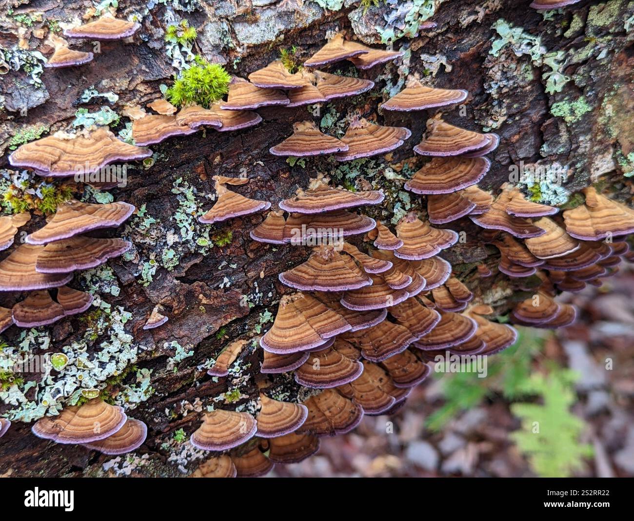 violet-toothed polypore (Trichaptum biforme Stock Photo - Alamy
