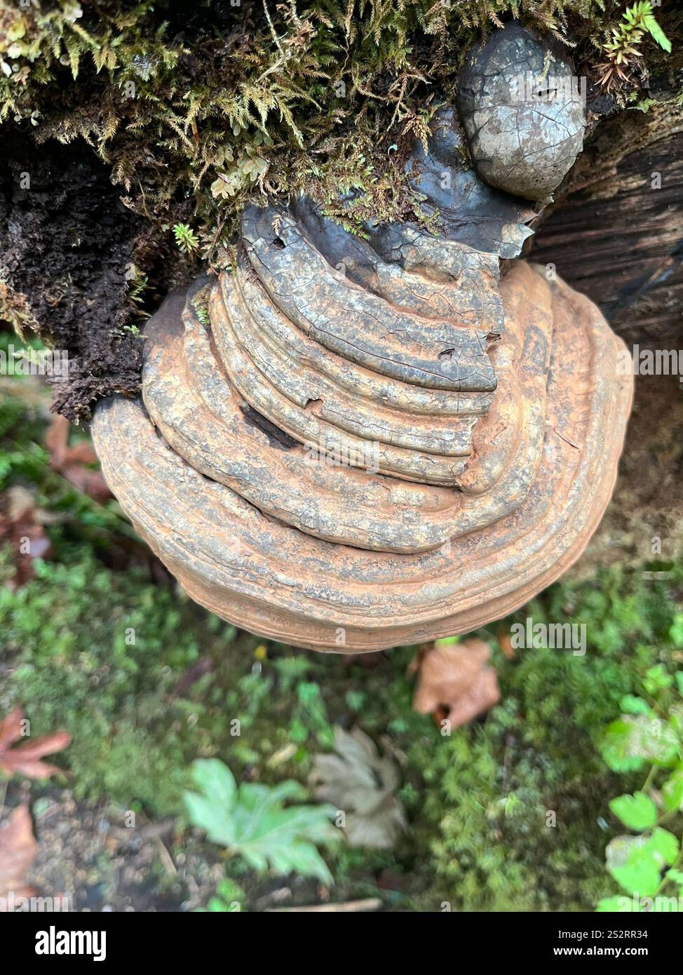 artist's bracket (Ganoderma applanatum Stock Photo - Alamy