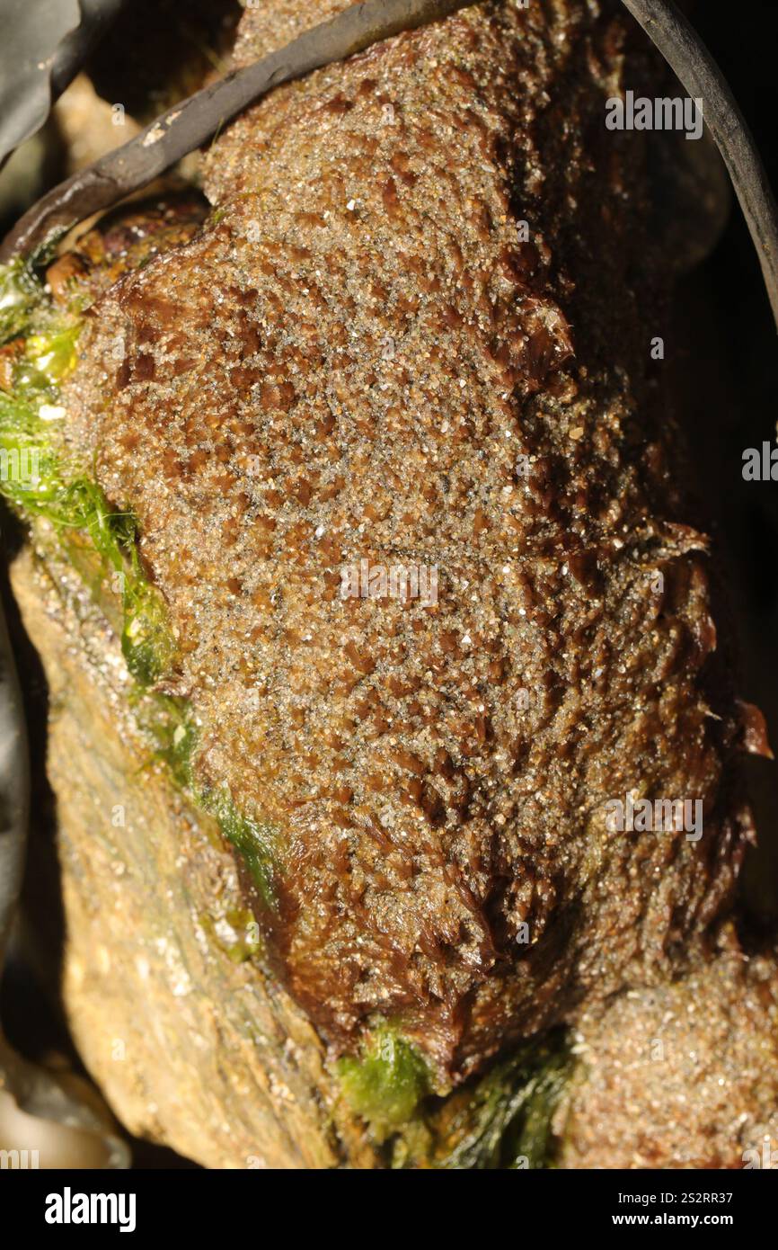 Rhodothamniella floridula hi-res stock photography and images - Alamy