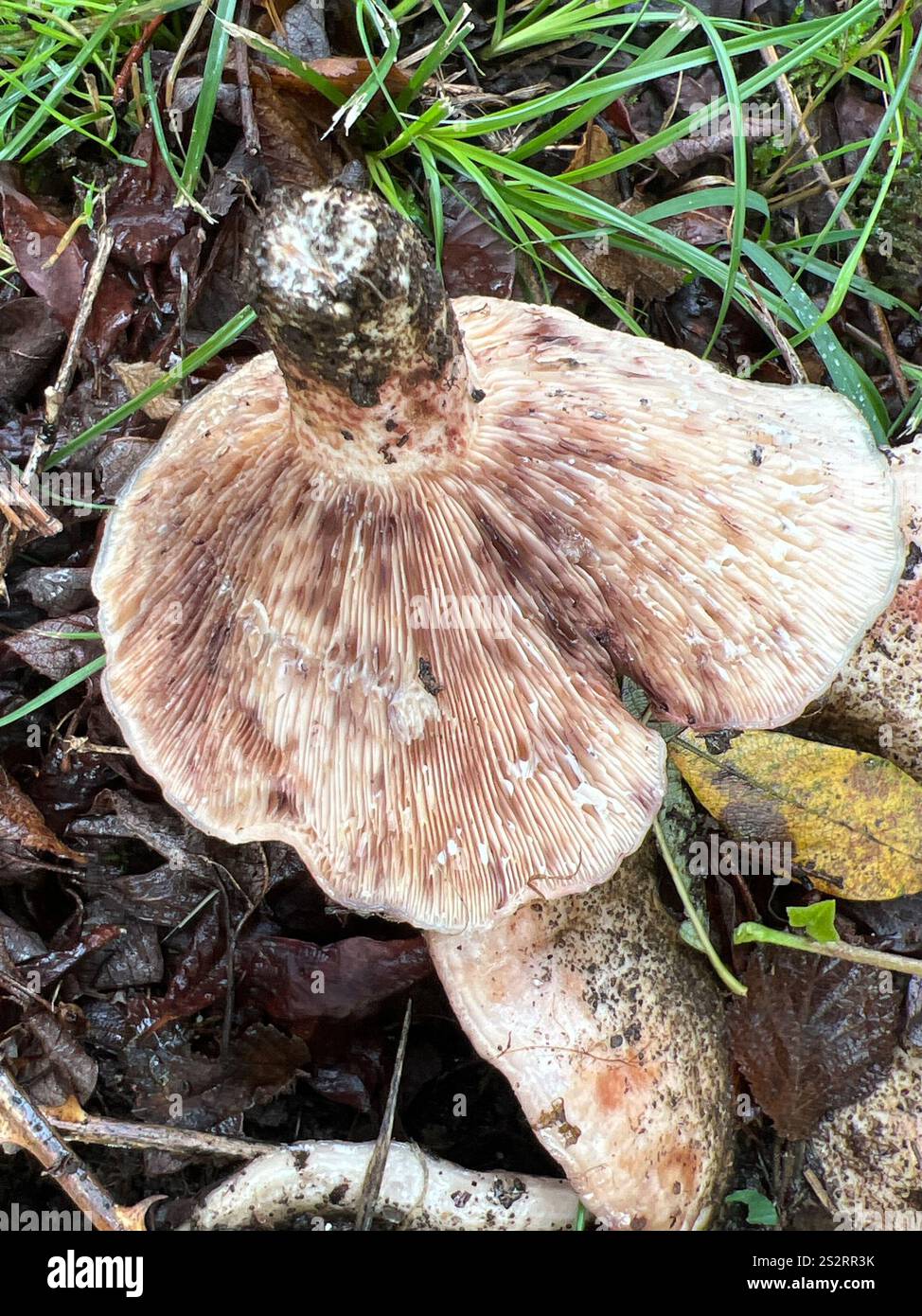 Blushing Milkcap (Lactarius controversus Stock Photo - Alamy