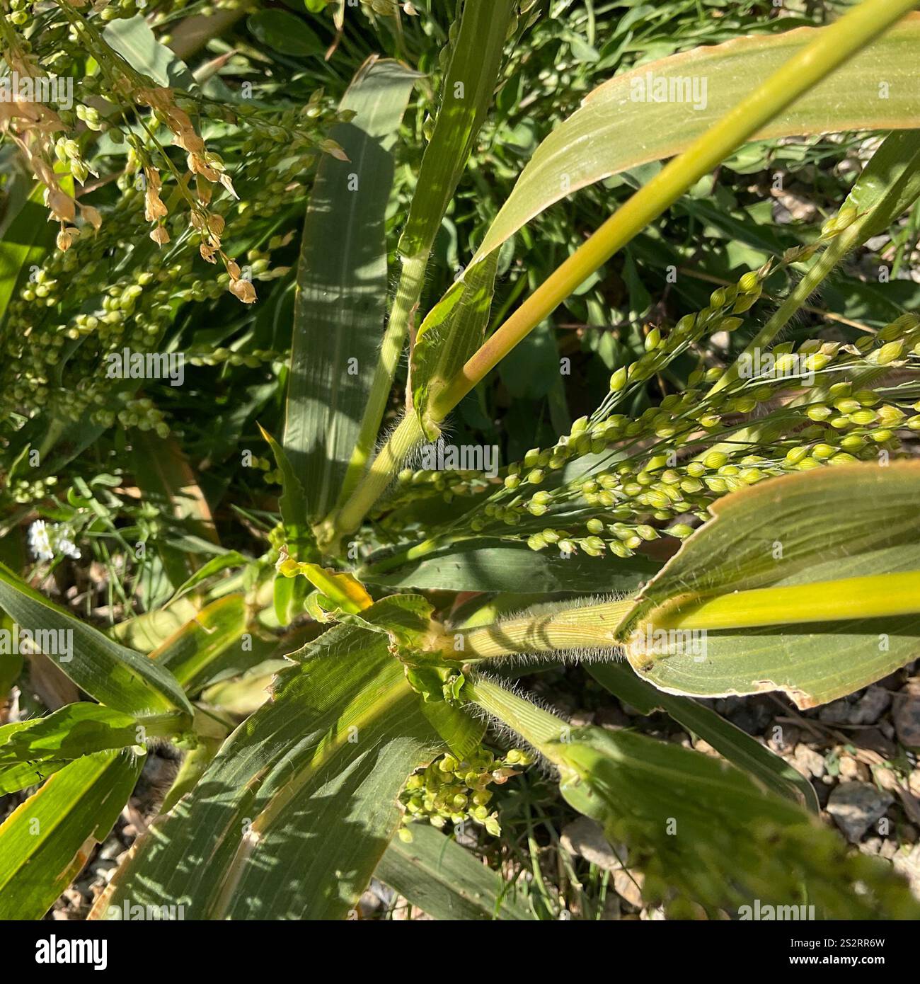 Proso Millet (Panicum miliaceum Stock Photo - Alamy