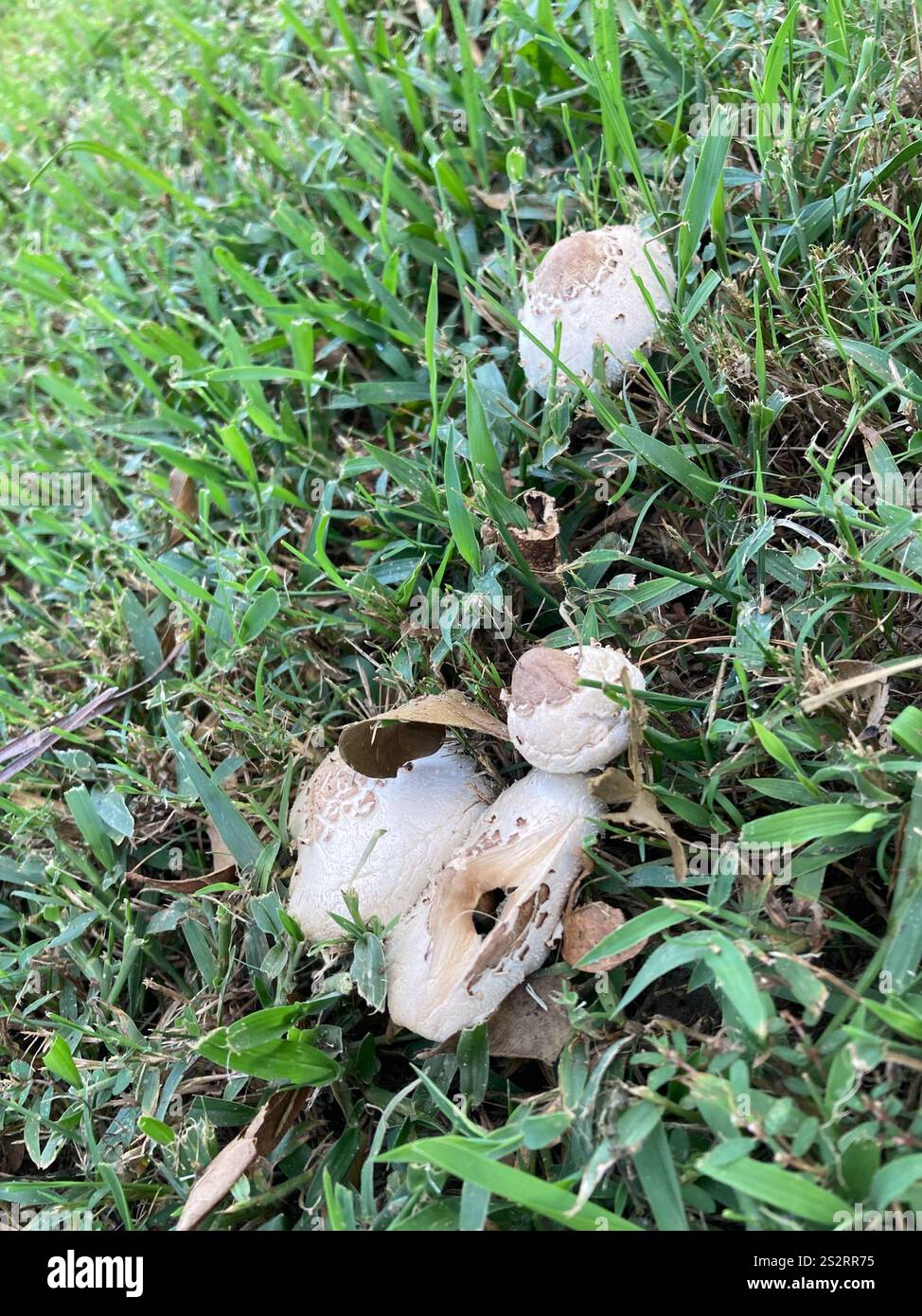 green-spored parasol (Chlorophyllum molybdites Stock Photo - Alamy