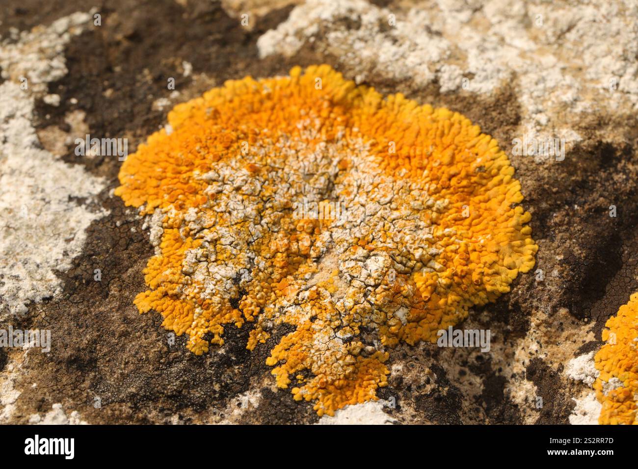 Limestone Lobed Firedot (Variospora flavescens Stock Photo - Alamy