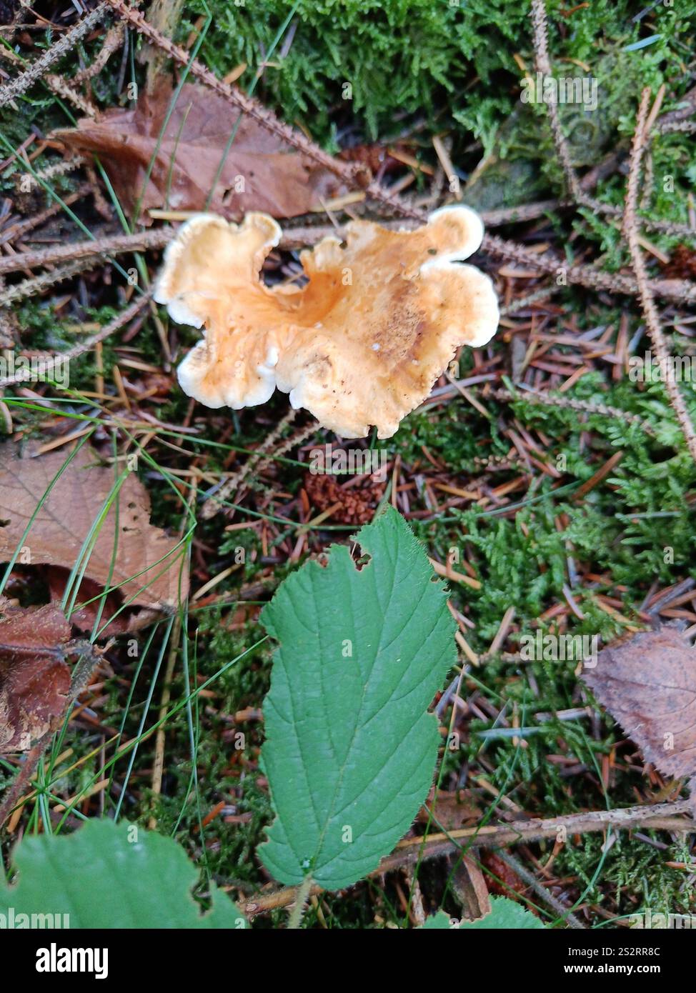 Wood Hedgehog (Hydnum repandum Stock Photo - Alamy