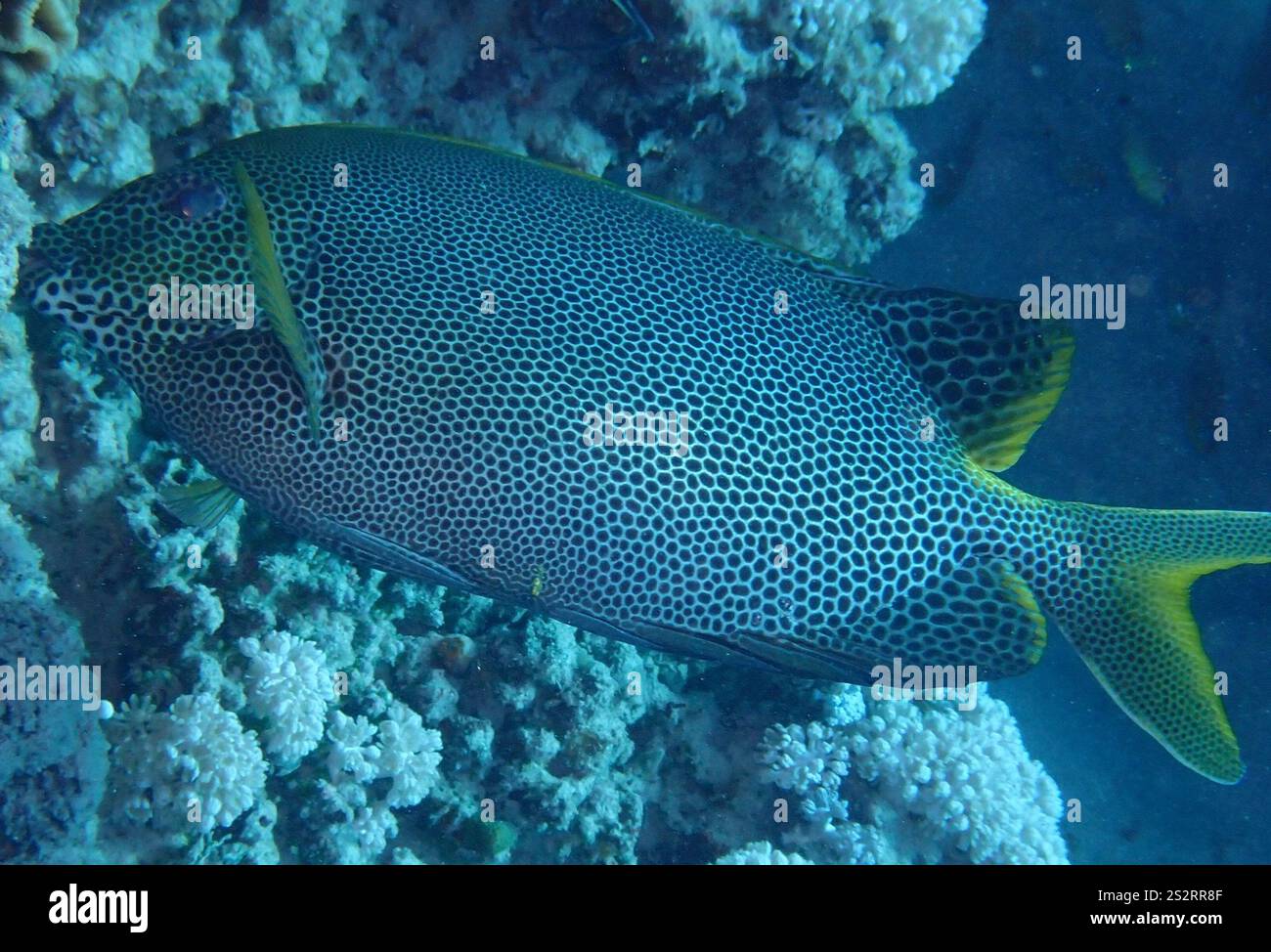 Honeycomb Rabbitfish (Siganus stellatus Stock Photo - Alamy