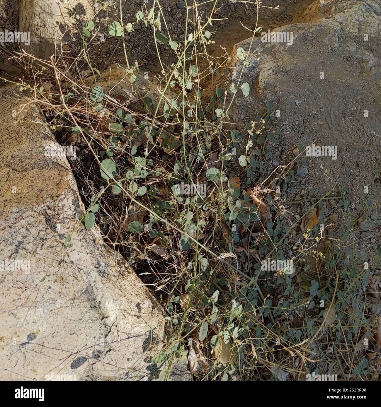 scarlet spiderling (Boerhavia coccinea Stock Photo - Alamy