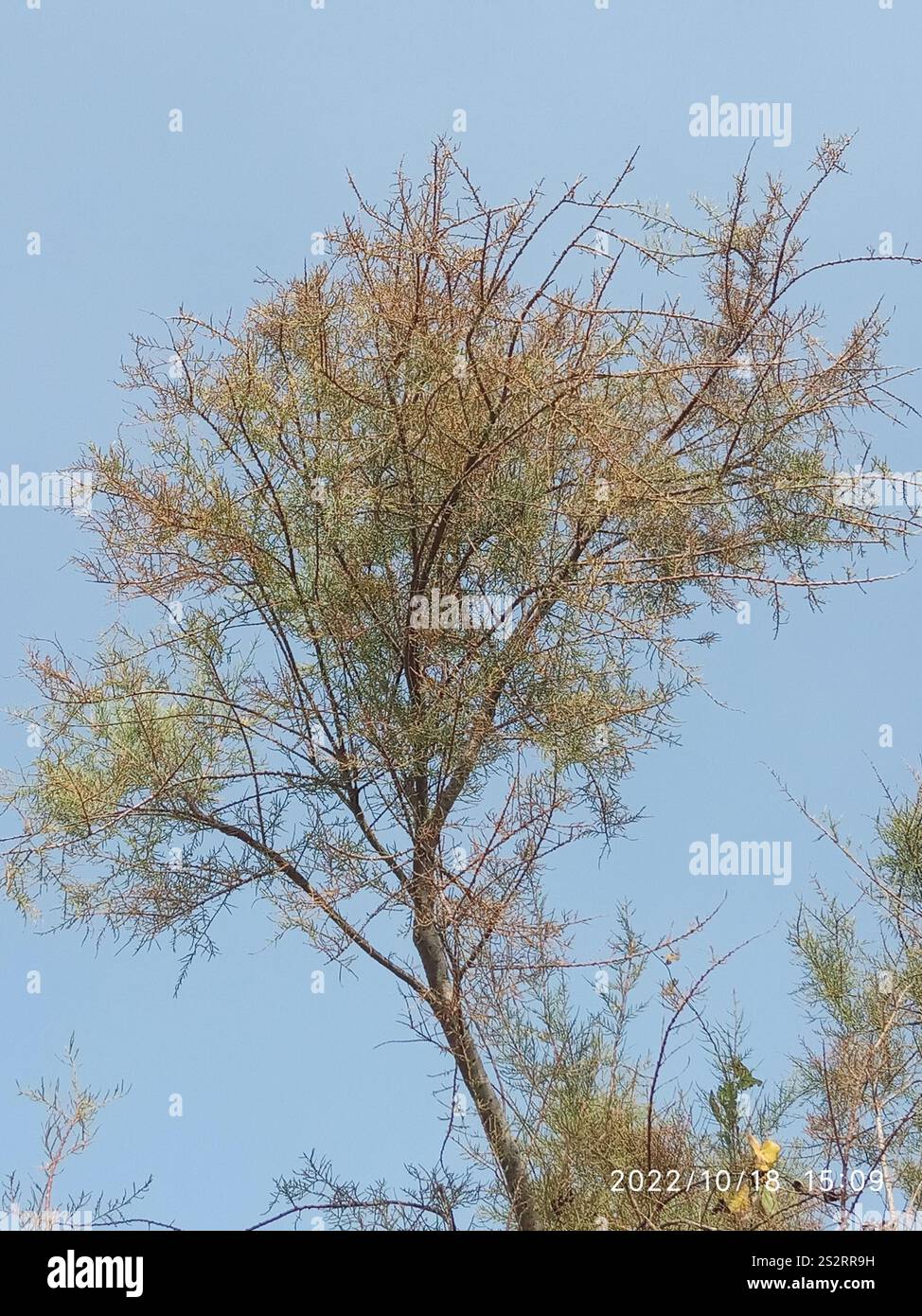 French tamarisk (Tamarix gallica Stock Photo - Alamy