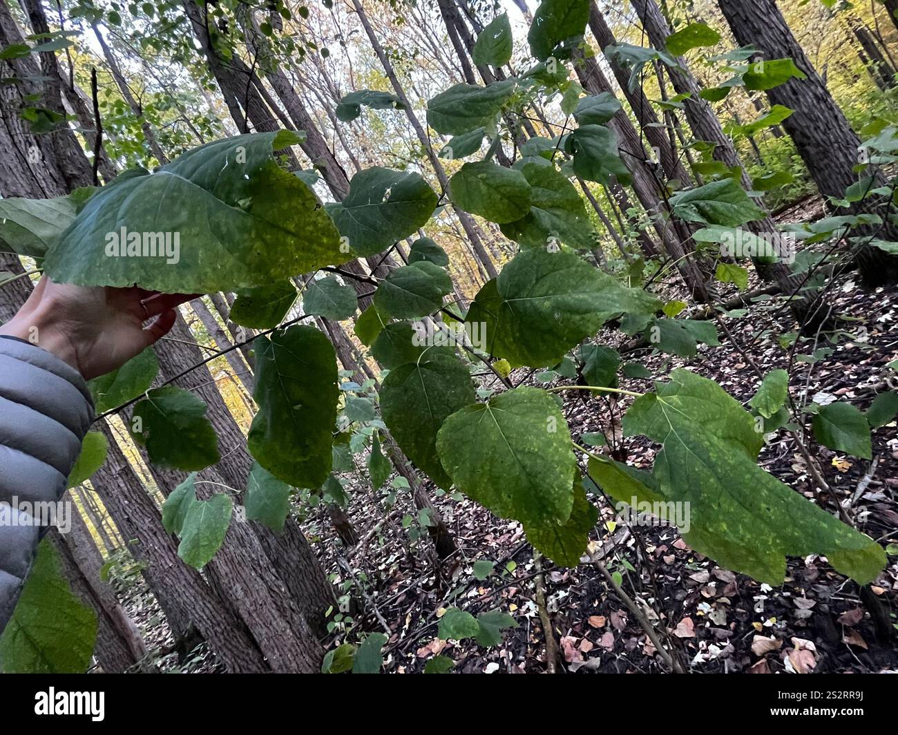 Swamp Cottonwood (Populus heterophylla Stock Photo - Alamy