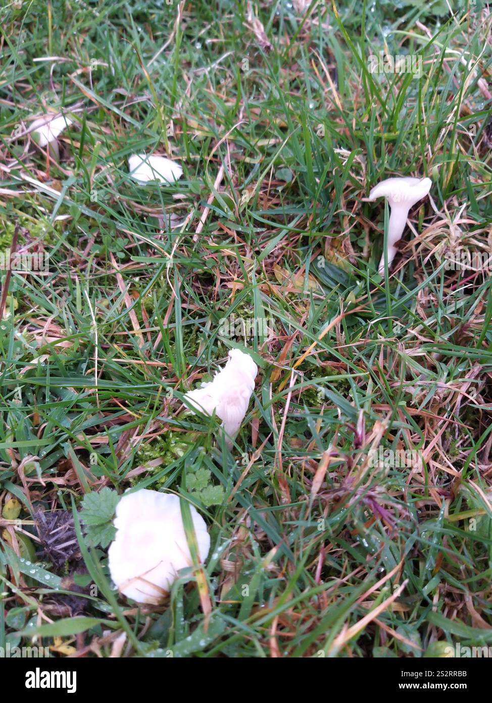 Snowy Waxcap (Cuphophyllus virgineus Stock Photo - Alamy