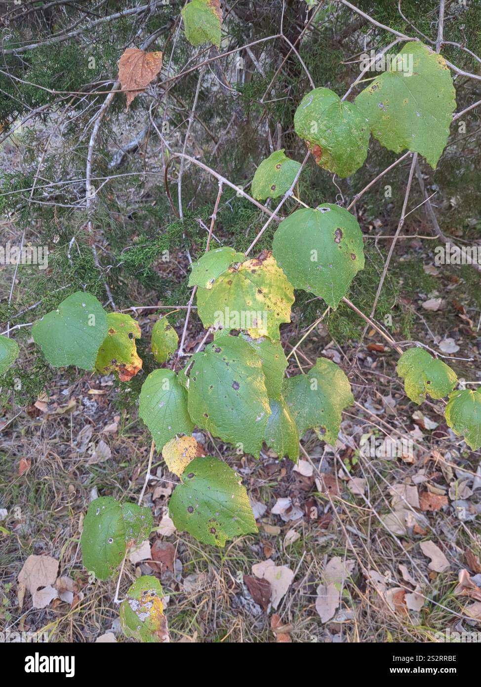 mustang grape (Vitis mustangensis Stock Photo - Alamy