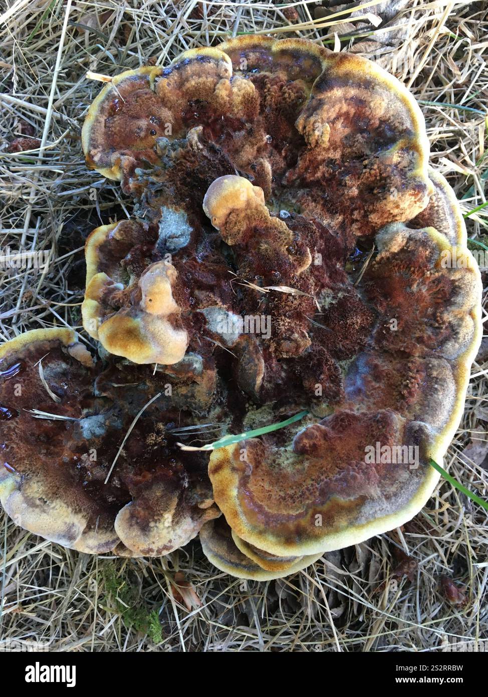 Dyer's Polypore (Phaeolus schweinitzii Stock Photo - Alamy