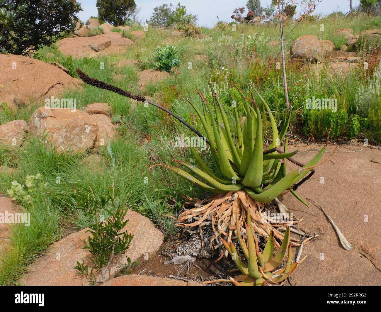 Aloe barbara hi-res stock photography and images - Alamy