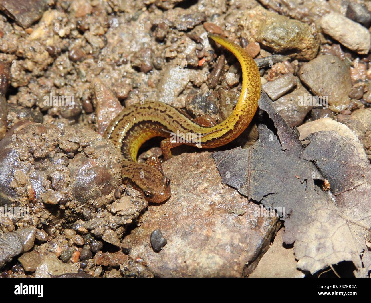 Southern Two-lined Salamander (Eurycea cirrigera Stock Photo - Alamy