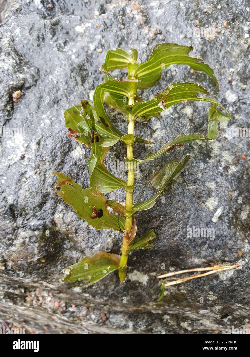 Perfoliate Pondweed (Potamogeton perfoliatus Stock Photo - Alamy