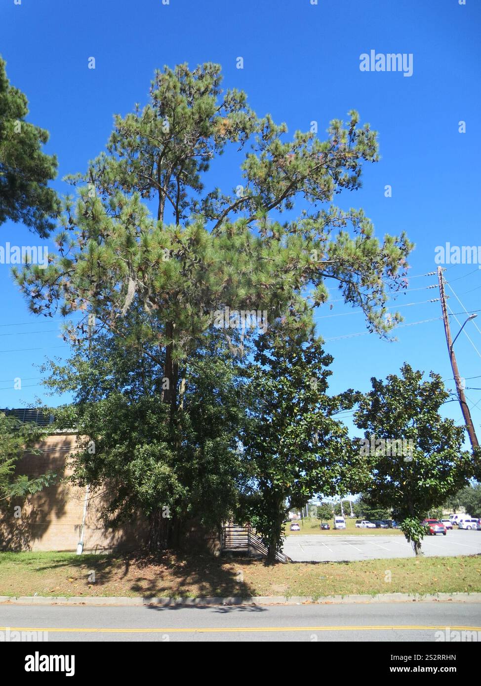 loblolly pine (Pinus taeda Stock Photo - Alamy