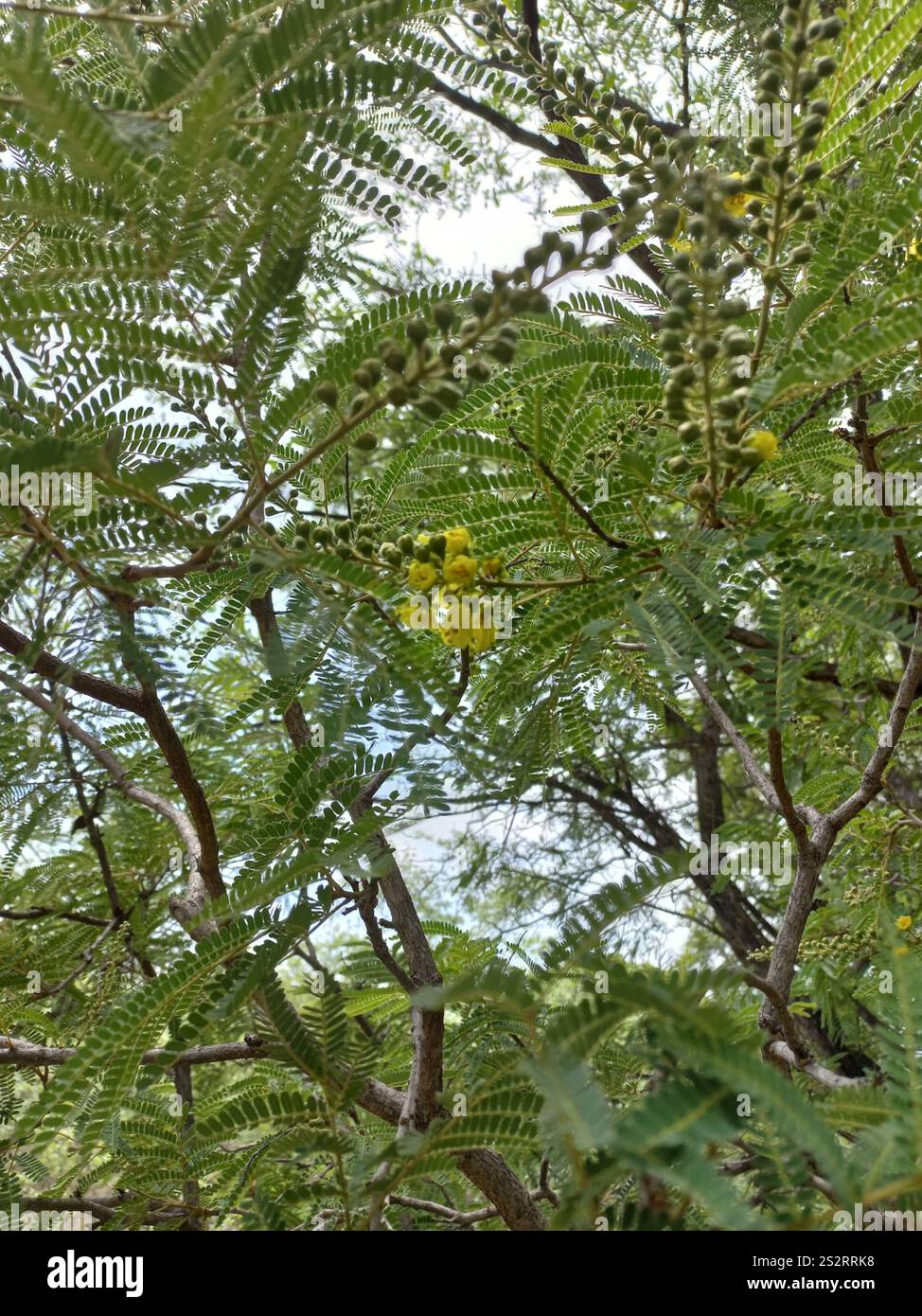 Weeping wattle (Peltophorum africanum Stock Photo - Alamy