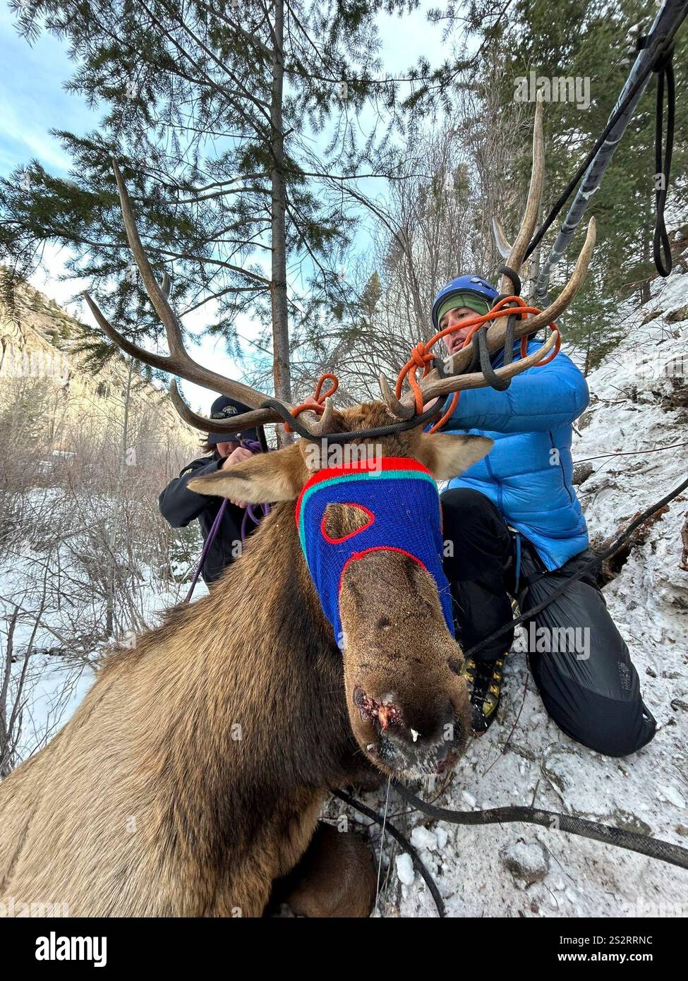Wildlife officials and climbers rescue a bull elk after the animal ...
