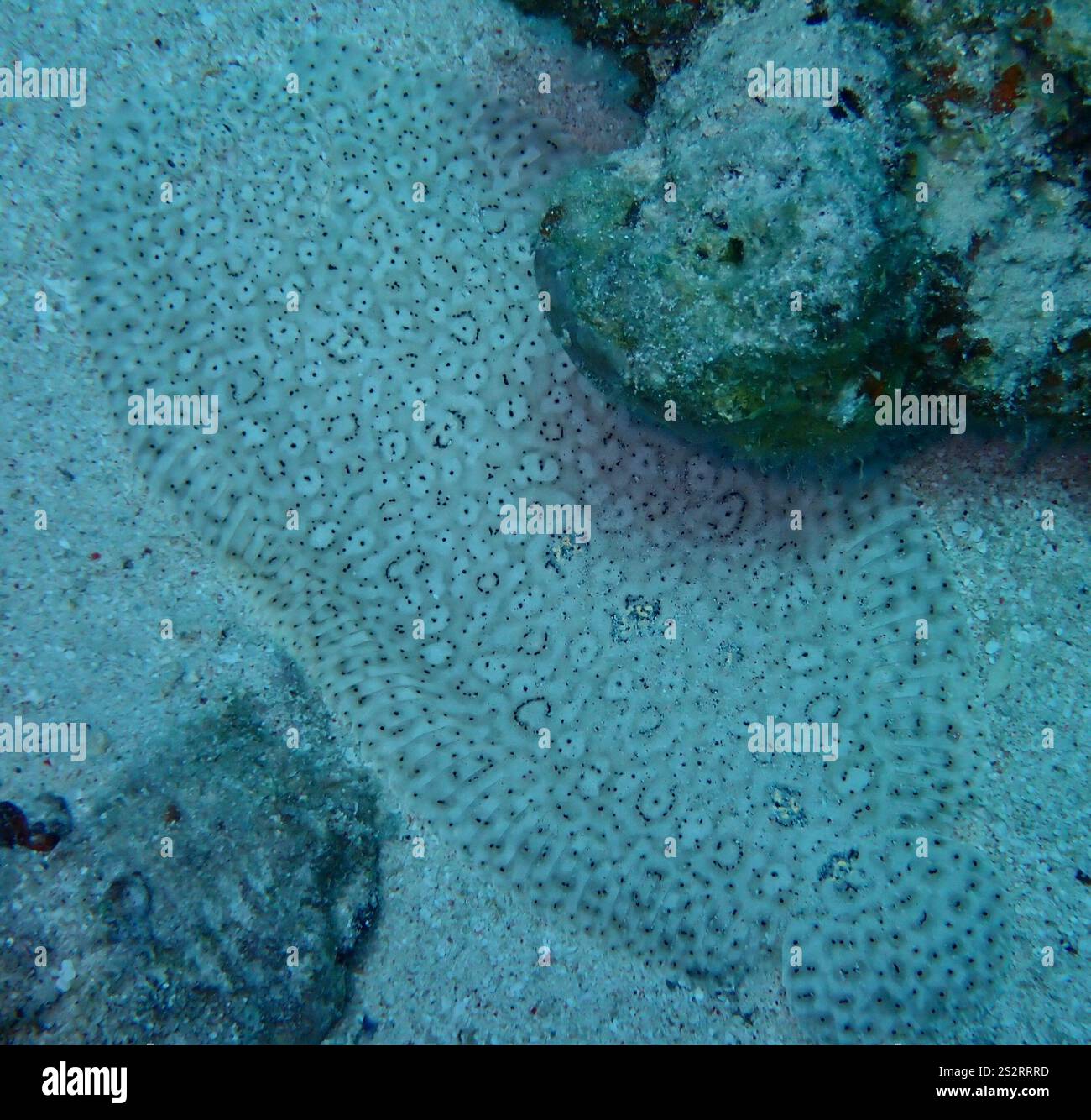 Red Sea Moses Sole (Pardachirus marmoratus Stock Photo - Alamy