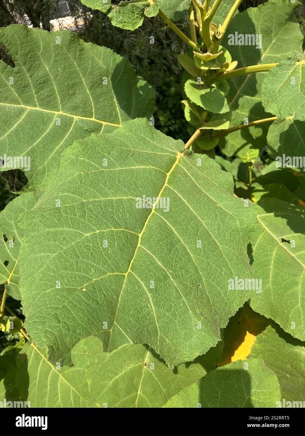 fiberglass plant (Wigandia urens Stock Photo - Alamy