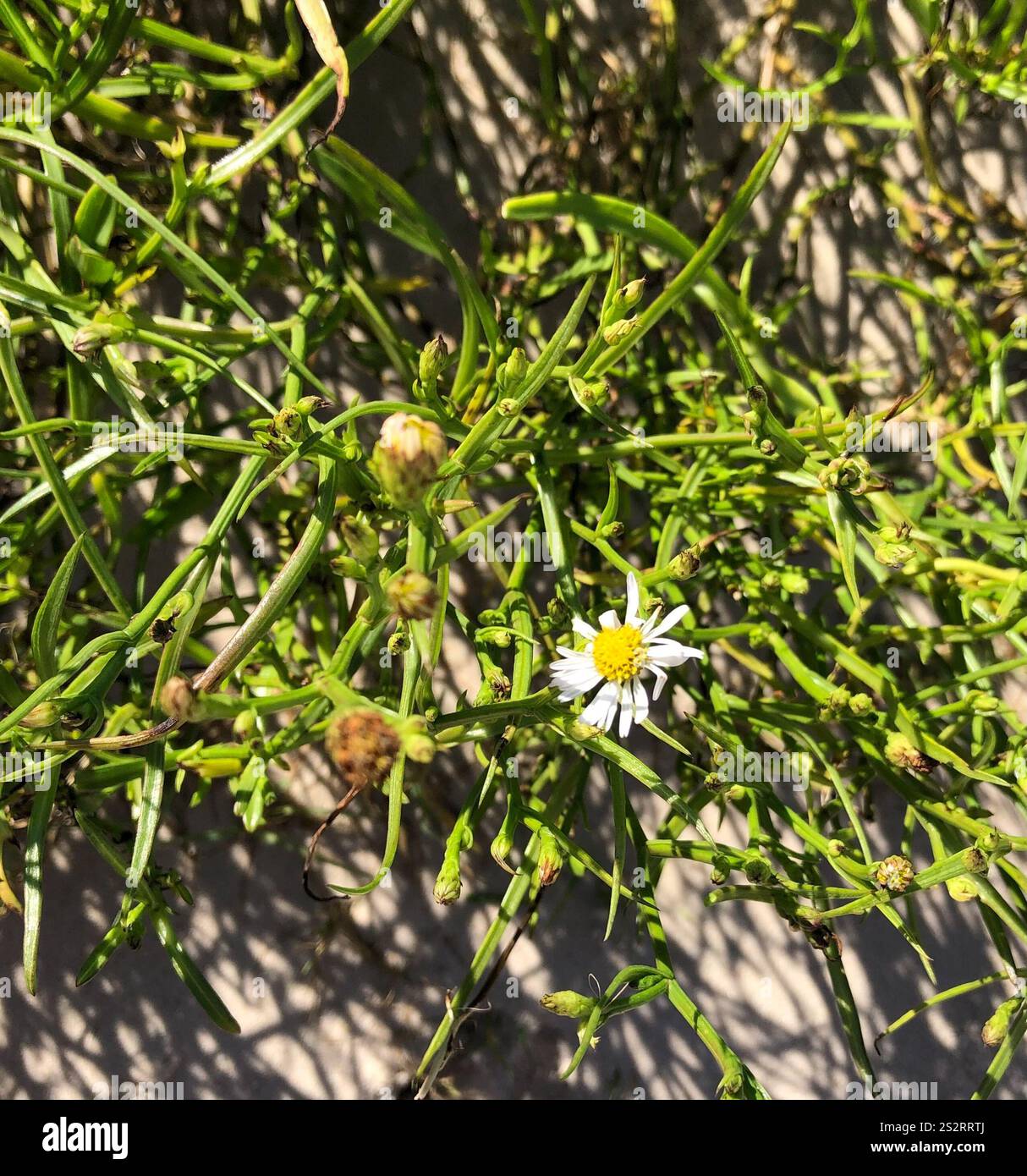 Perennial Saltmarsh Aster (Symphyotrichum tenuifolium Stock Photo - Alamy