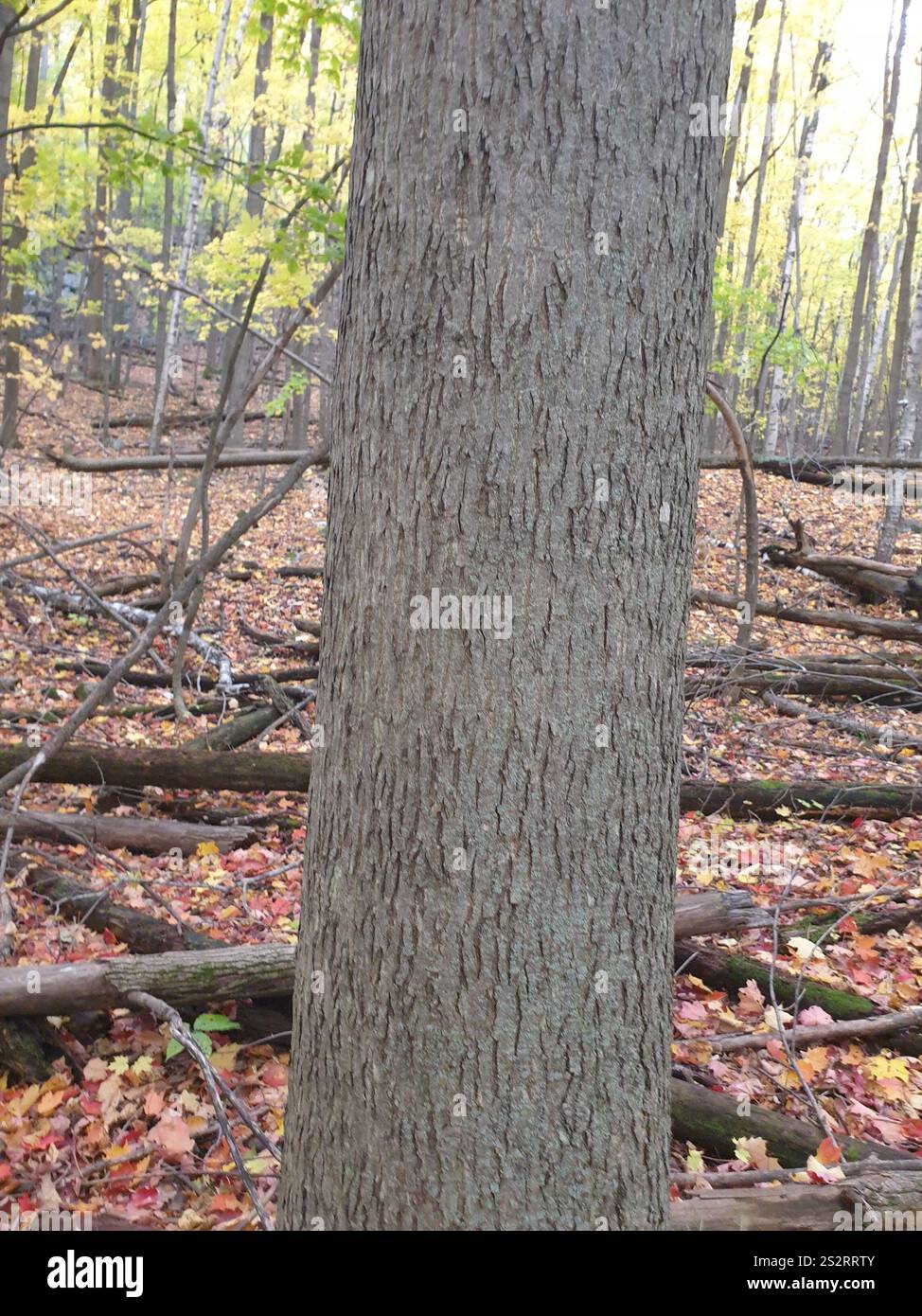 bitternut hickory (Carya cordiformis Stock Photo - Alamy