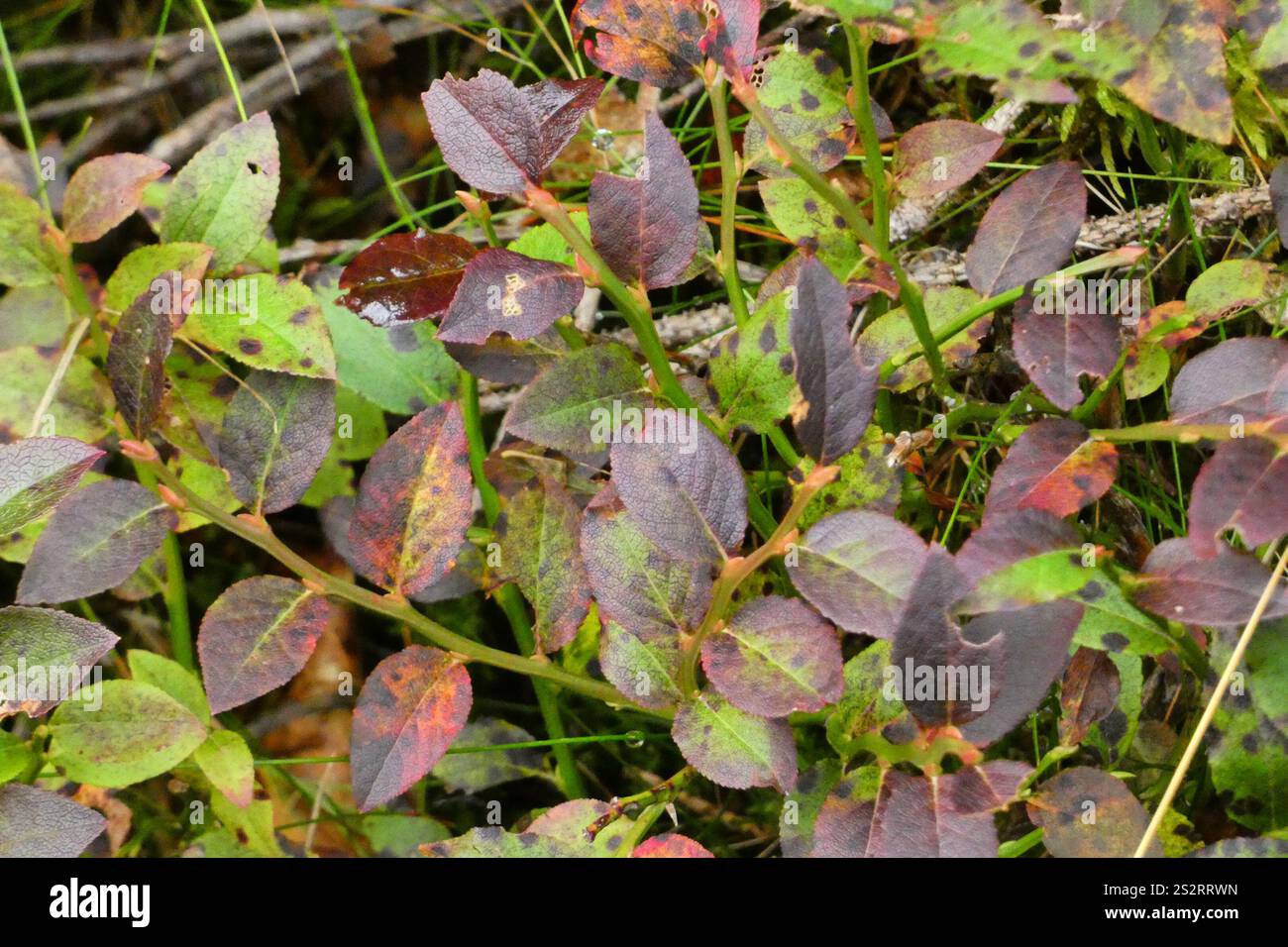 common bilberry (Vaccinium myrtillus Stock Photo - Alamy