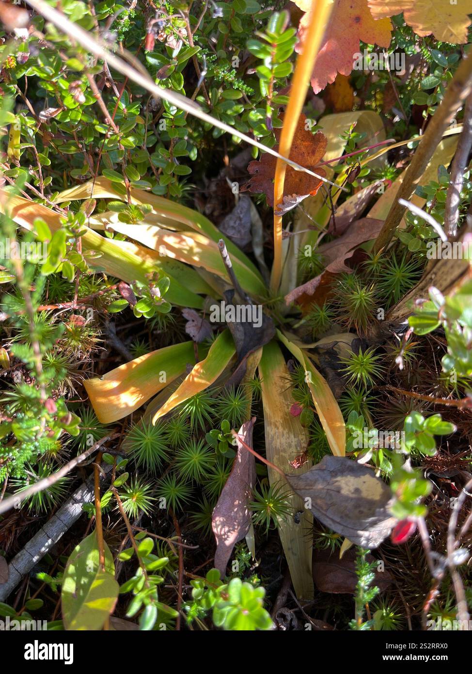White-tubed Colicroot (Aletris farinosa Stock Photo - Alamy